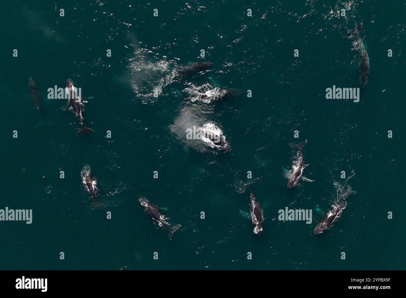 Super pod of Humpback whales in Cape Town A super pod of humpback ...