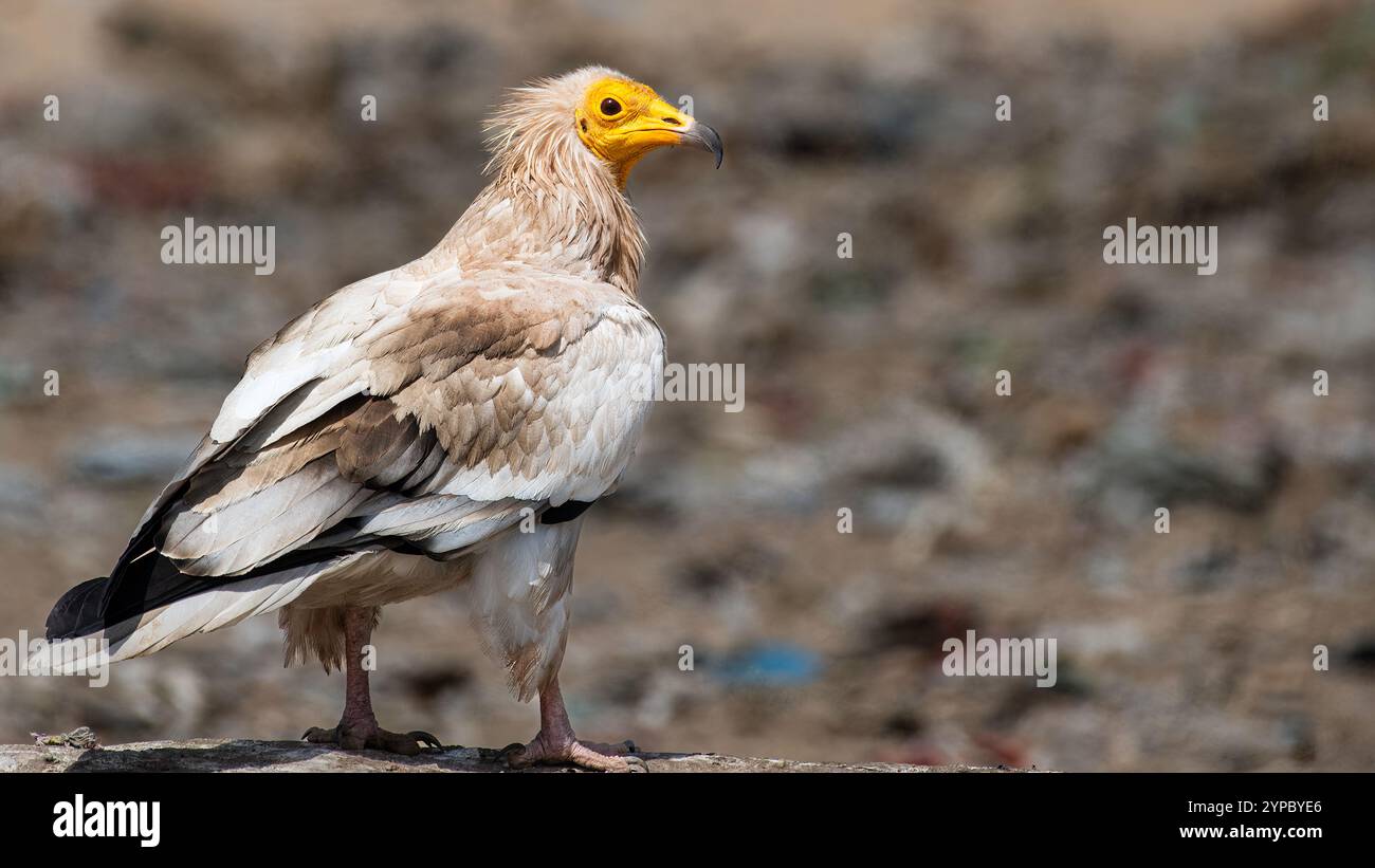 The Egyptian Vulture is a small Old World vulture with a distinctive ...