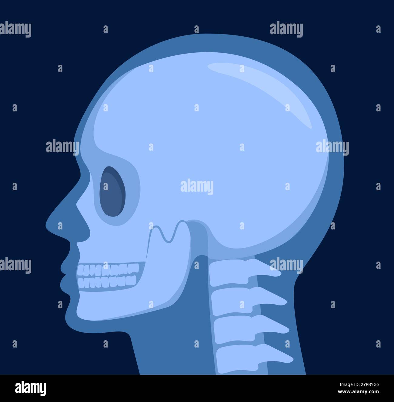 X-ray shot of skull, human body, head and neck bones side view ...