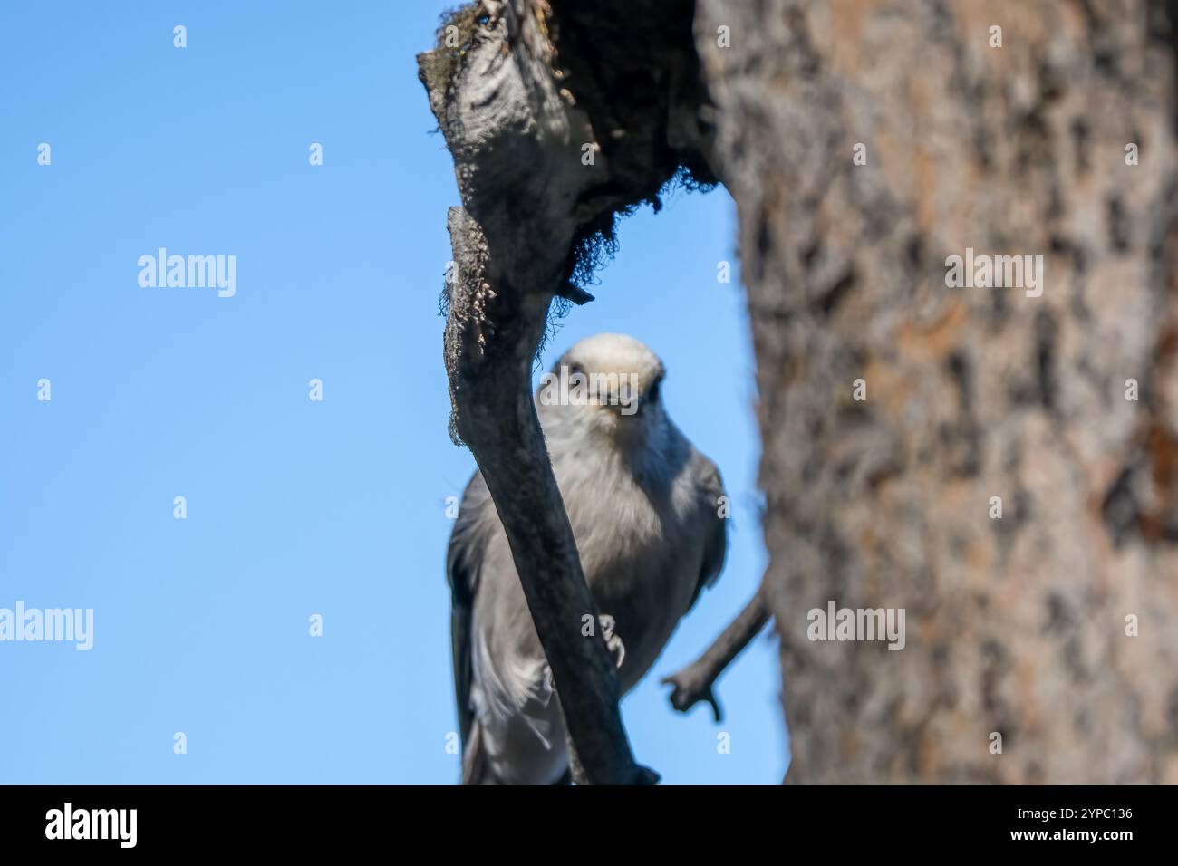 close-up of a Canada jay (Perisoreus canadensis), also known as the ...