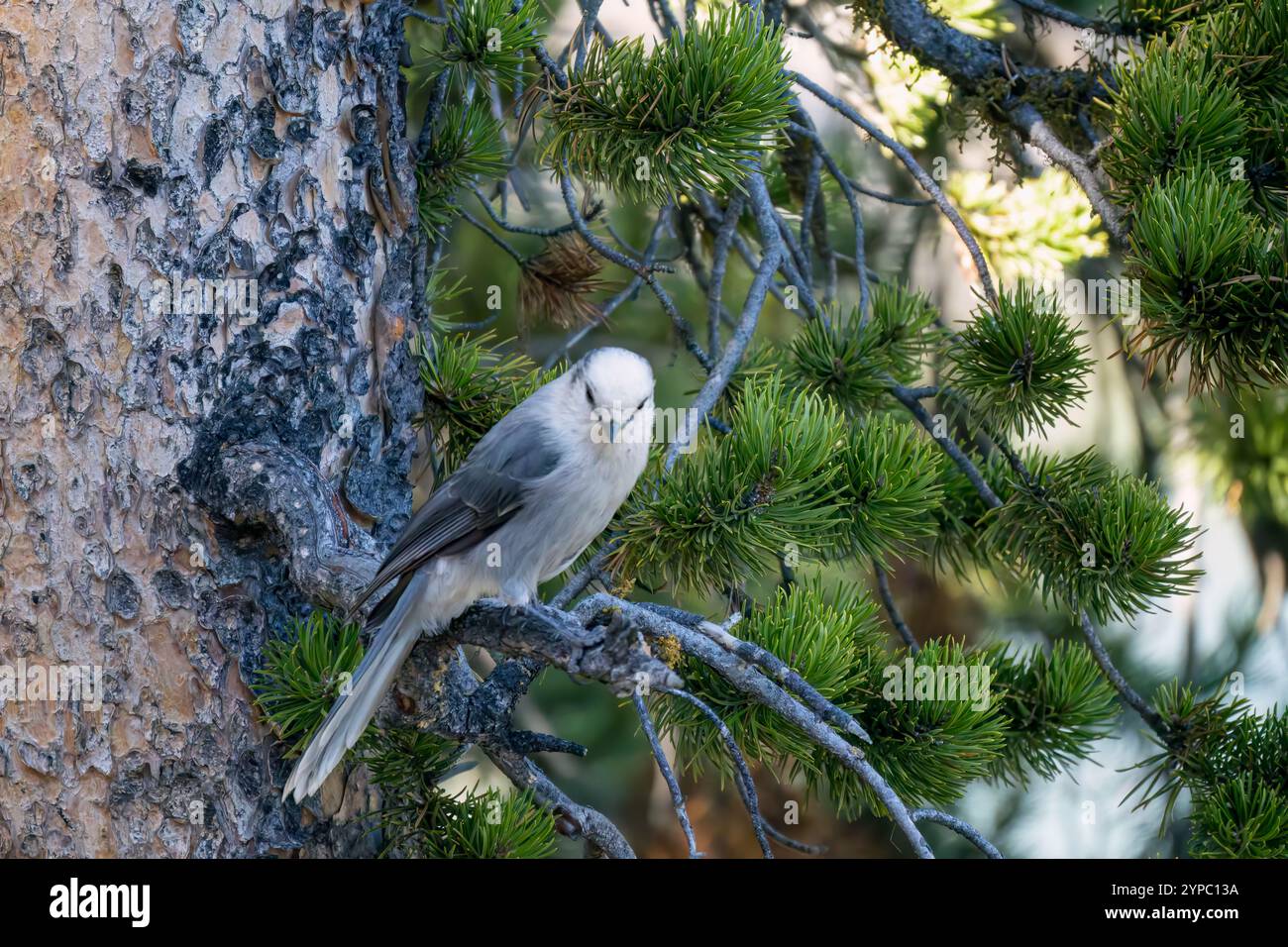 close-up of a Canada jay (Perisoreus canadensis), also known as the ...