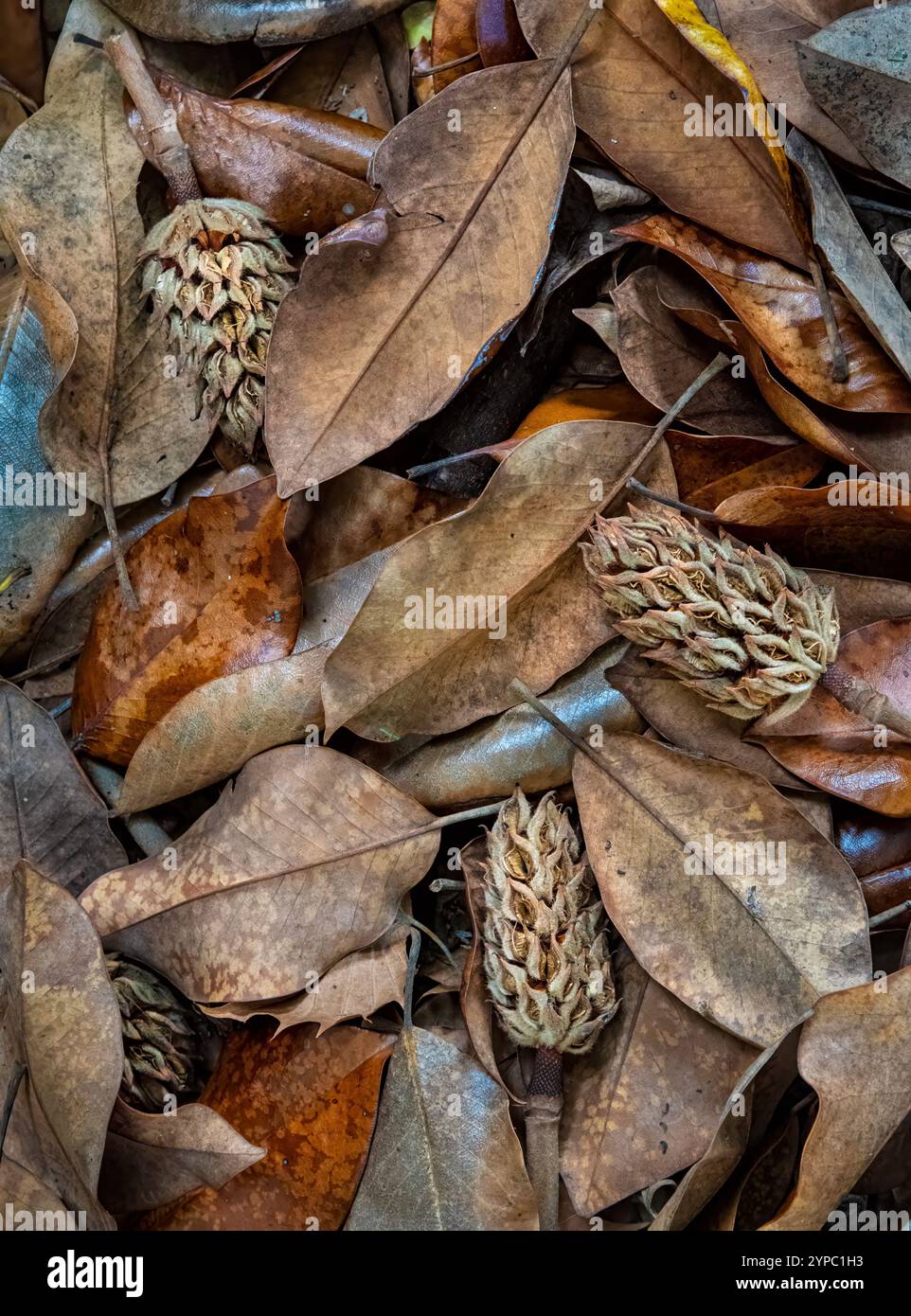Fallen leaves and empty seed pods of a southern magnolia tree (Magnolia ...