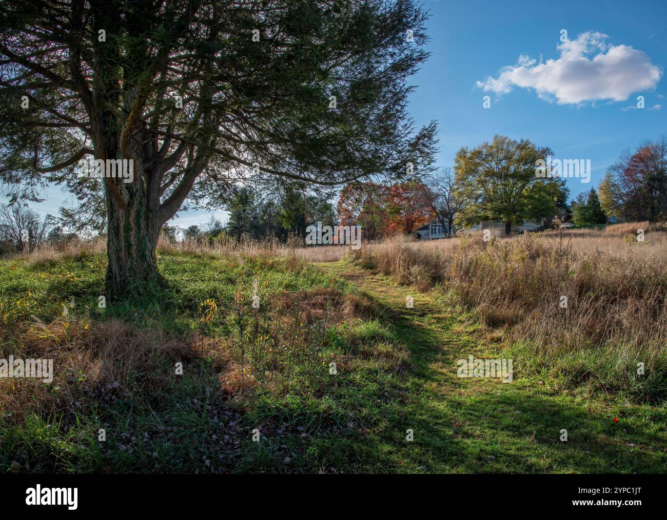 Path through meadow hi-res stock photography and images - Alamy