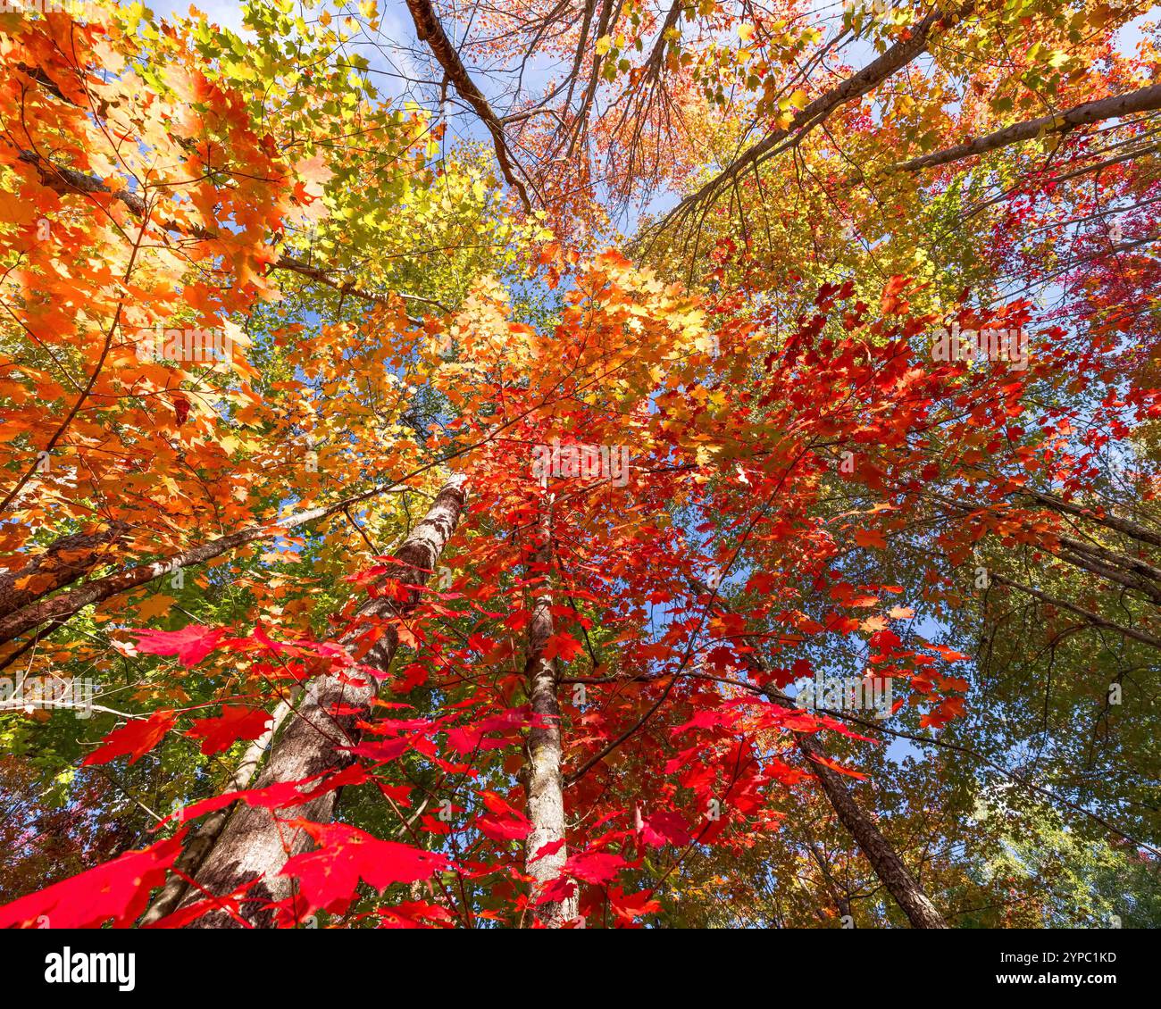The autumn reveals red maple tree leaves in Michigan's Upper Peninsula ...