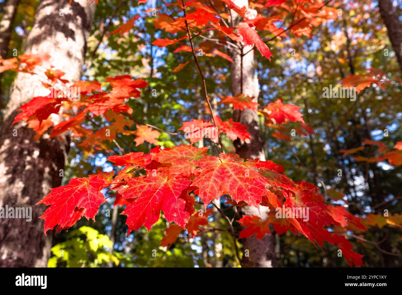 The autumn reveals red maple tree leaves in Michigan's Upper Peninsula ...