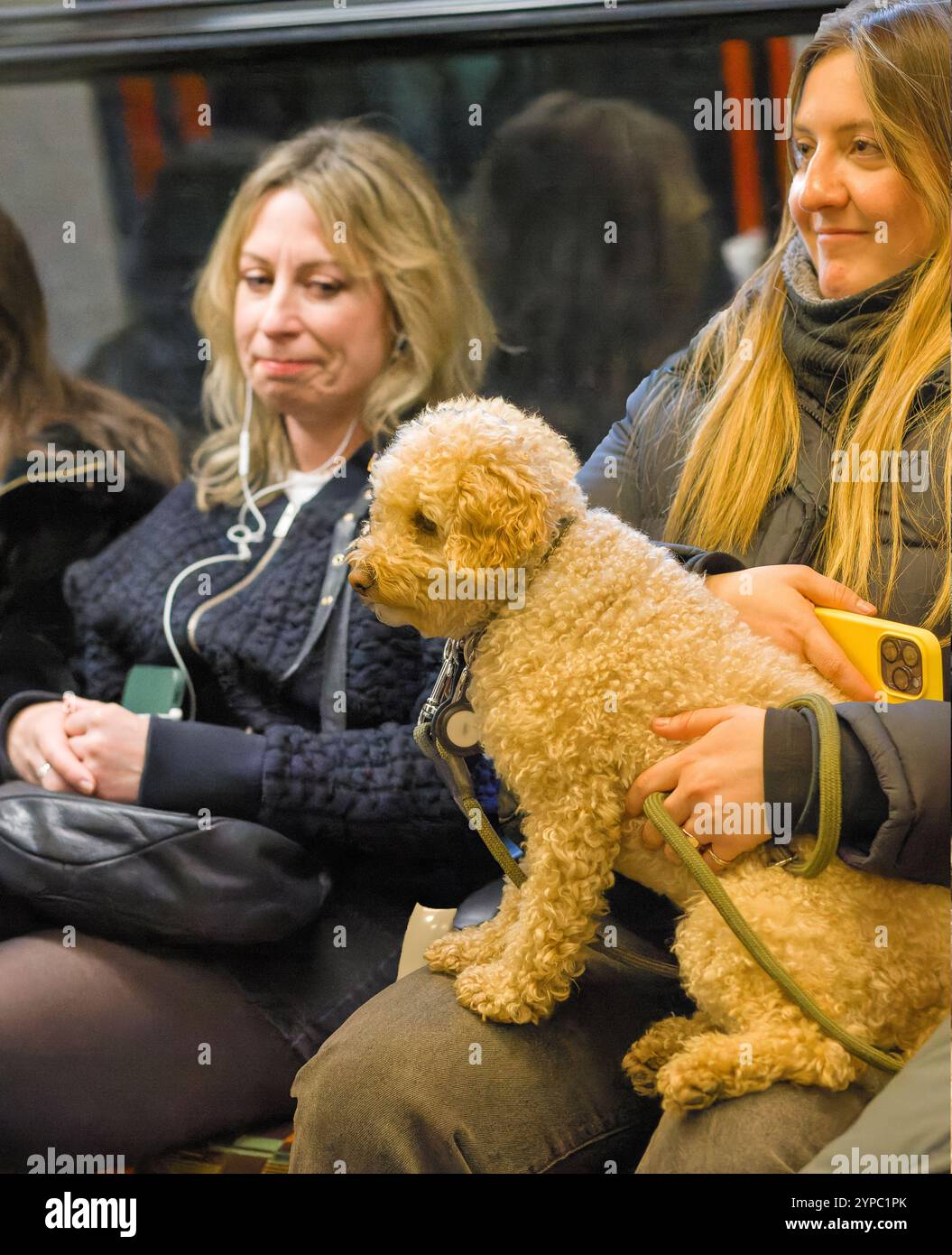Two ginger ladies on a train with a cute ginger dog Stock Photo - Alamy