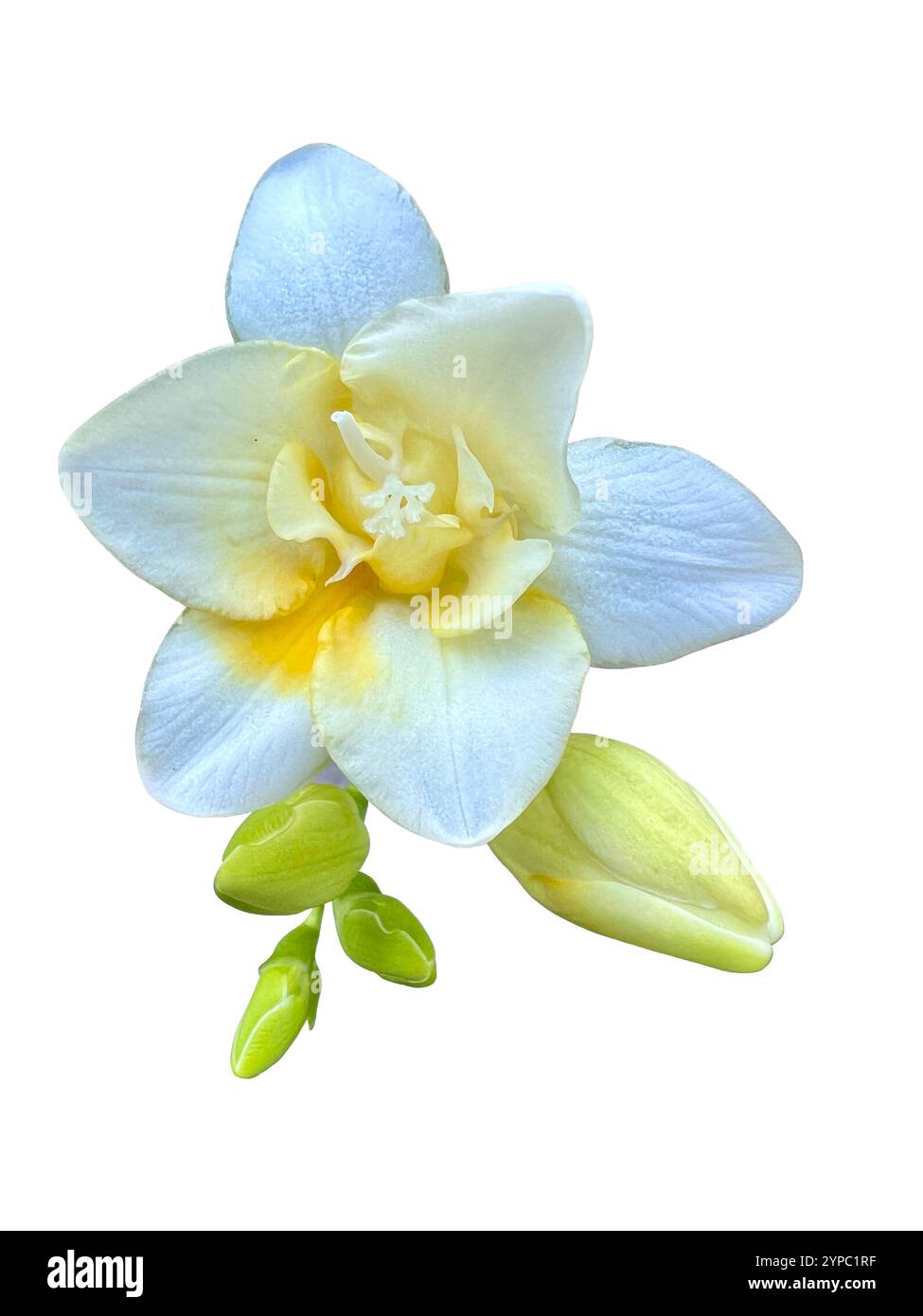 Delicate plant textures Cut Out Stock Images & Pictures - Alamy