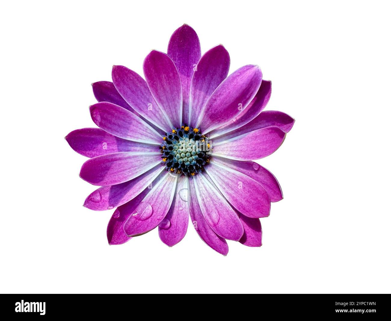 Isolated on the whte background Osteospermum, also known as African ...