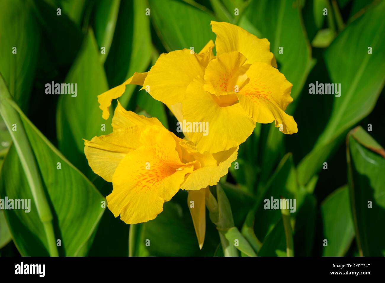 Canna Lily flower in North Africa Stock Photo - Alamy