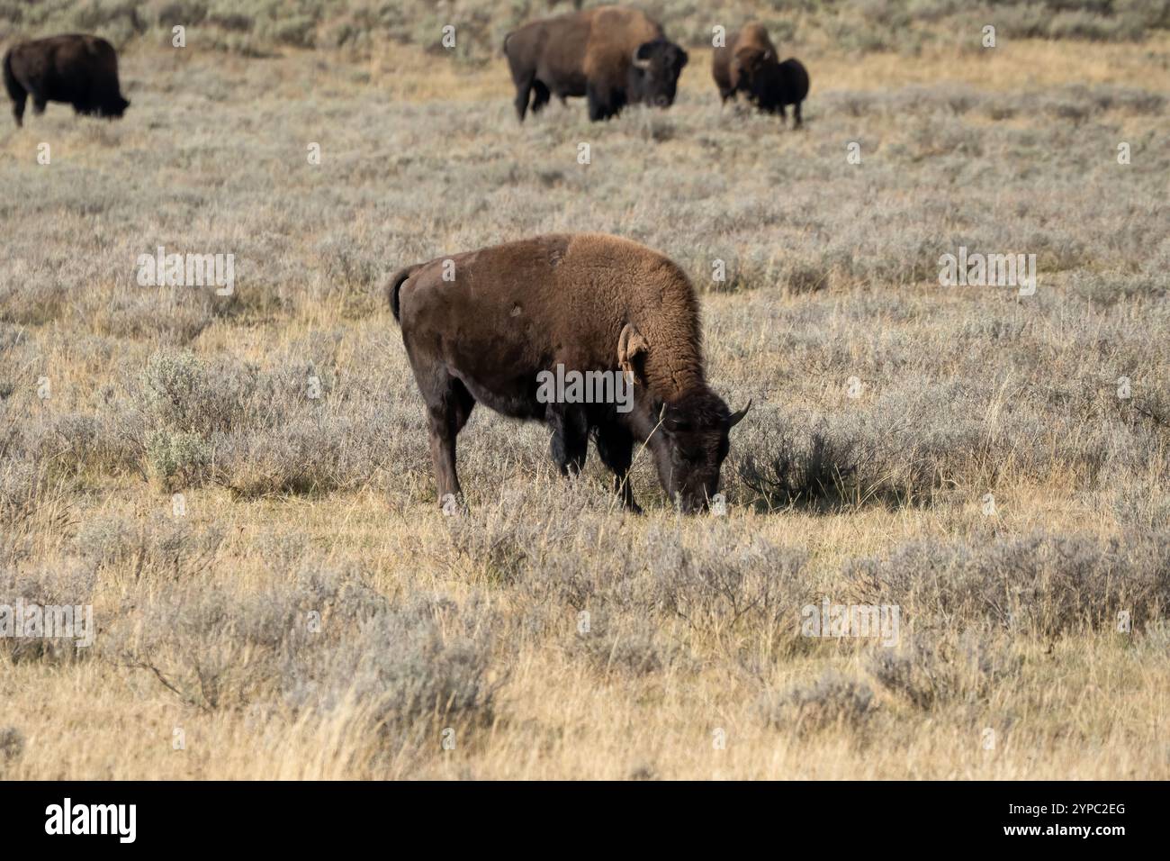 American bison bull grazing hi-res stock photography and images - Alamy