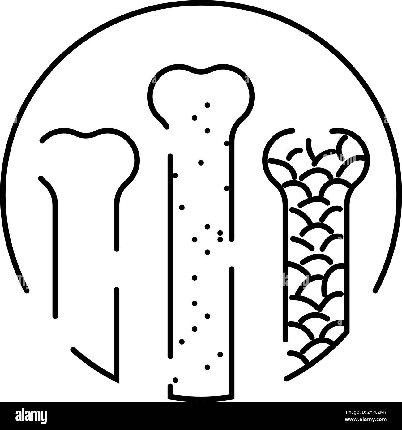 density bone osteoporosis line icon vector illustration Stock Vector ...