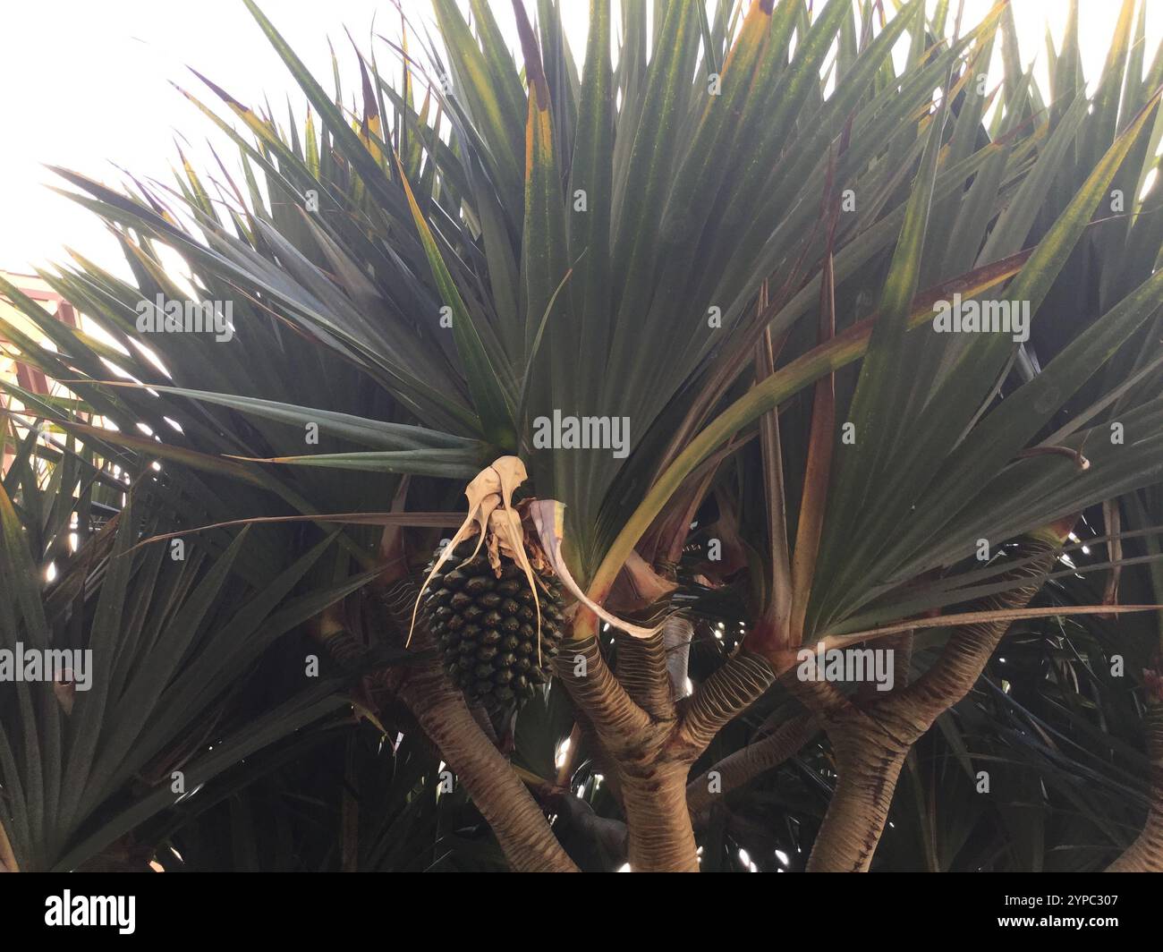 This striking tropical plant features long, spiky leaves and clusters ... This striking tropical plant features long, spiky leaves and clusters ...