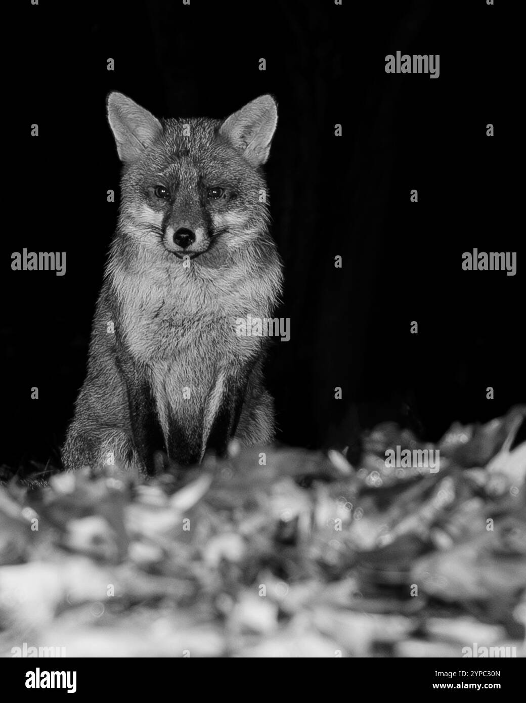 Urban british wildlife Black and White Stock Photos & Images - Alamy