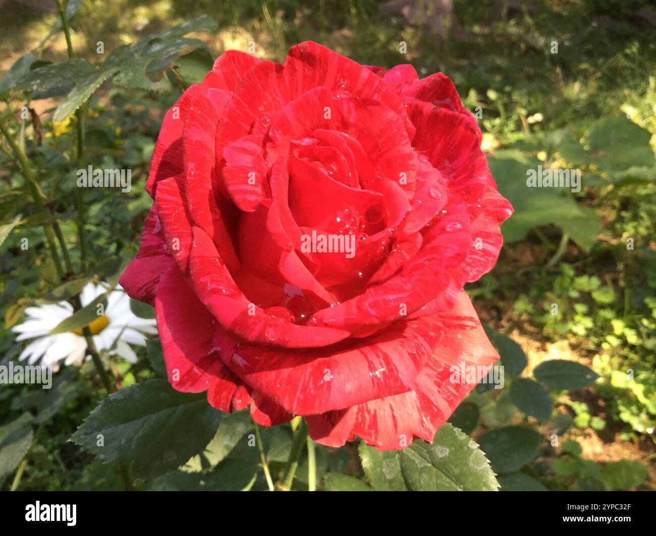 Rose blooms prominently hi-res stock photography and images - Alamy