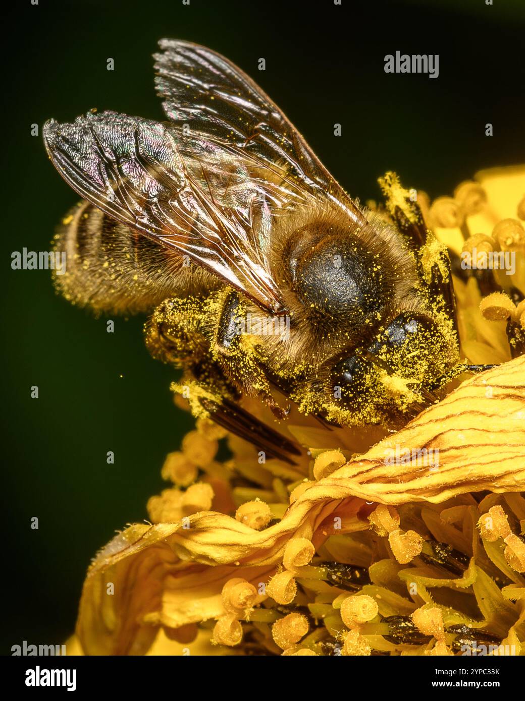 Close up bee collecting honey hi-res stock photography and images - Alamy