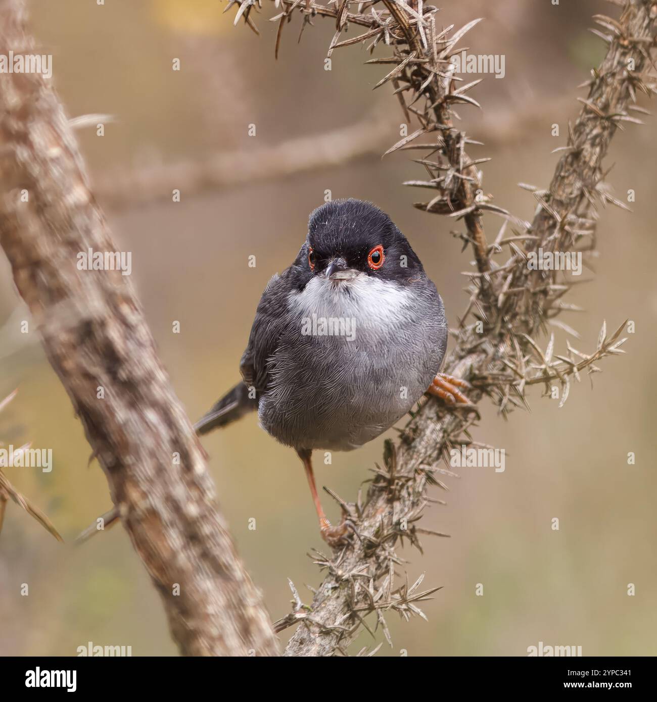Black-headed Warbler with the scientific name of (Curruca melanocephala ...