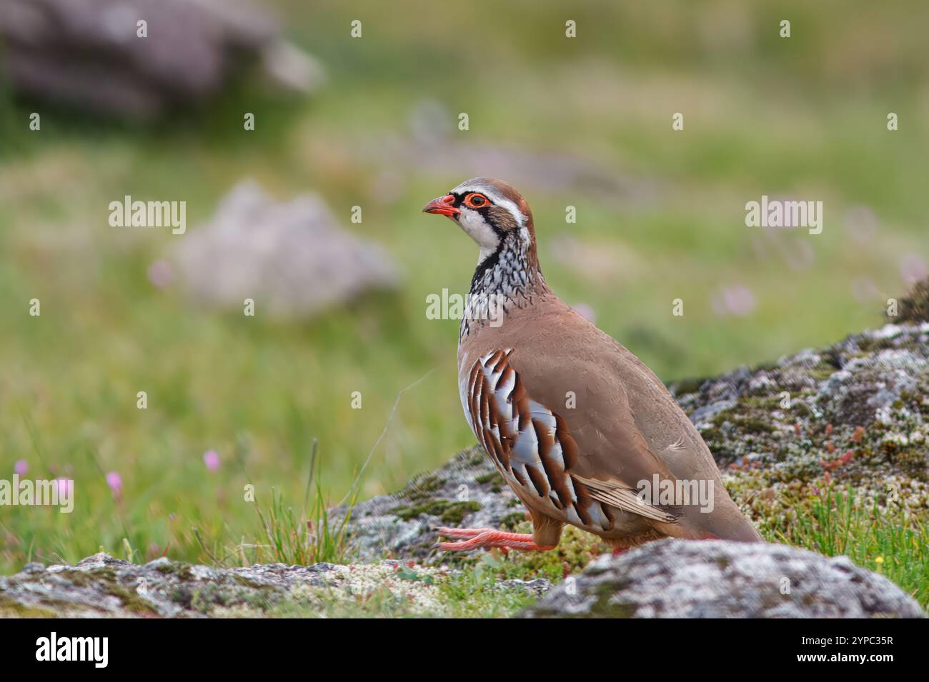 Partridge with the scientific name of (Alectoris rufa). This species ...