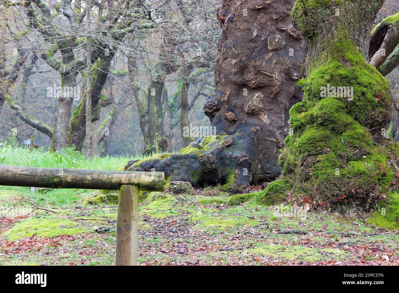 Detail of a trunk of a very old tree. Tree trunk with protruding ...