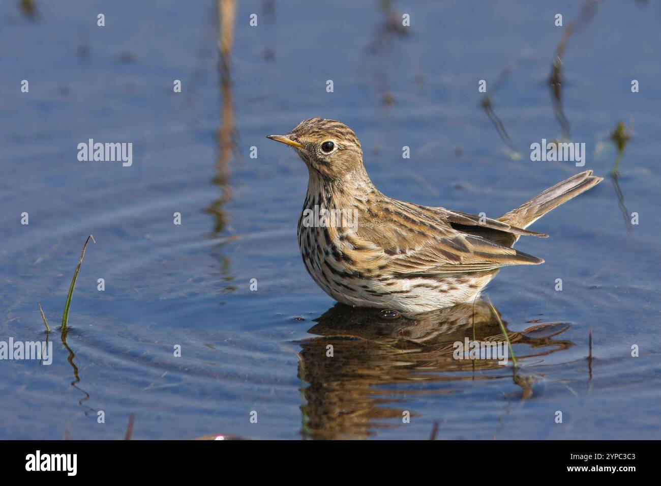 Meadow pipit with the scientific name of (Anthus pratensis). A bird ...