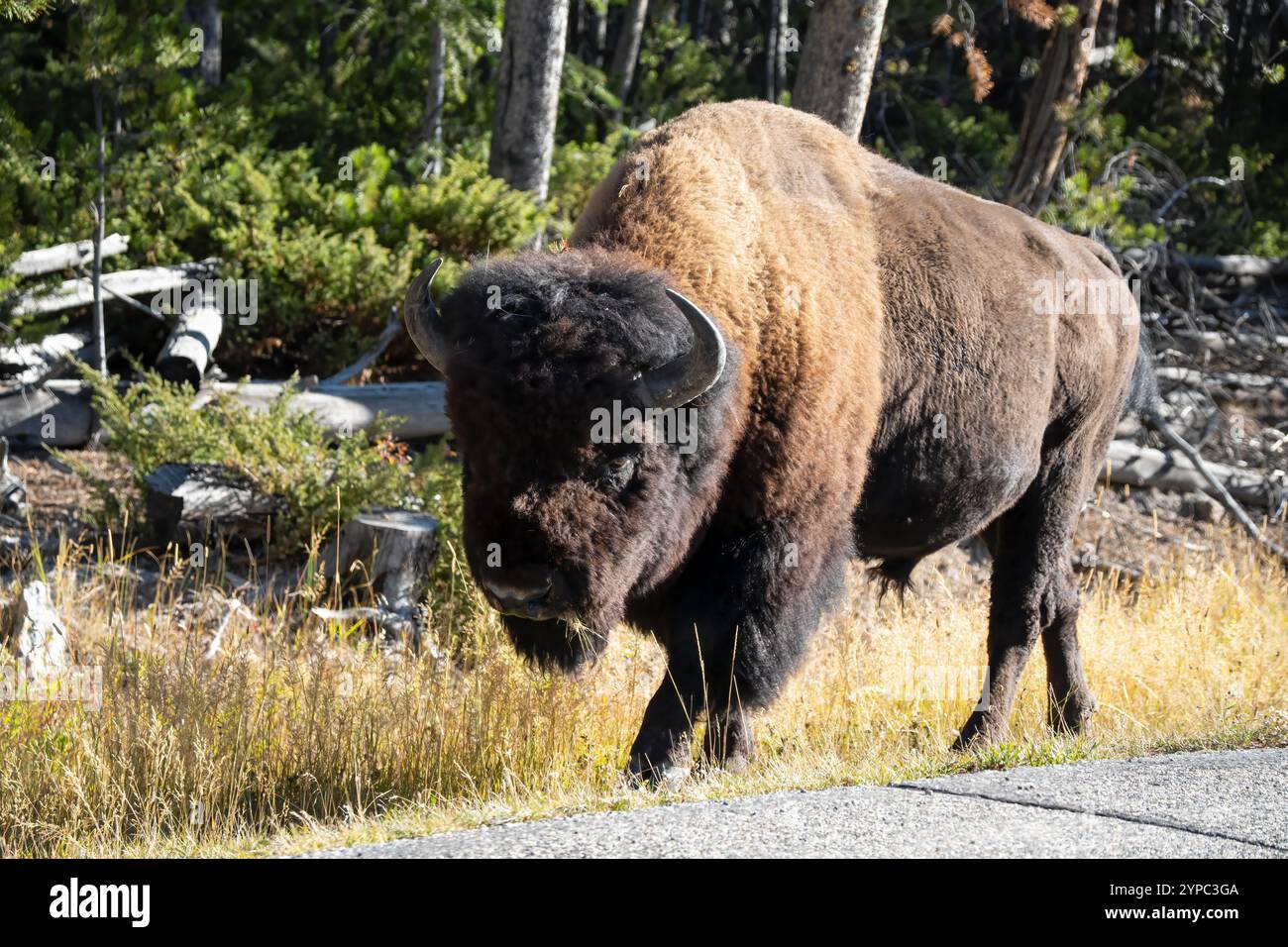 Bison herd motion hi-res stock photography and images - Alamy