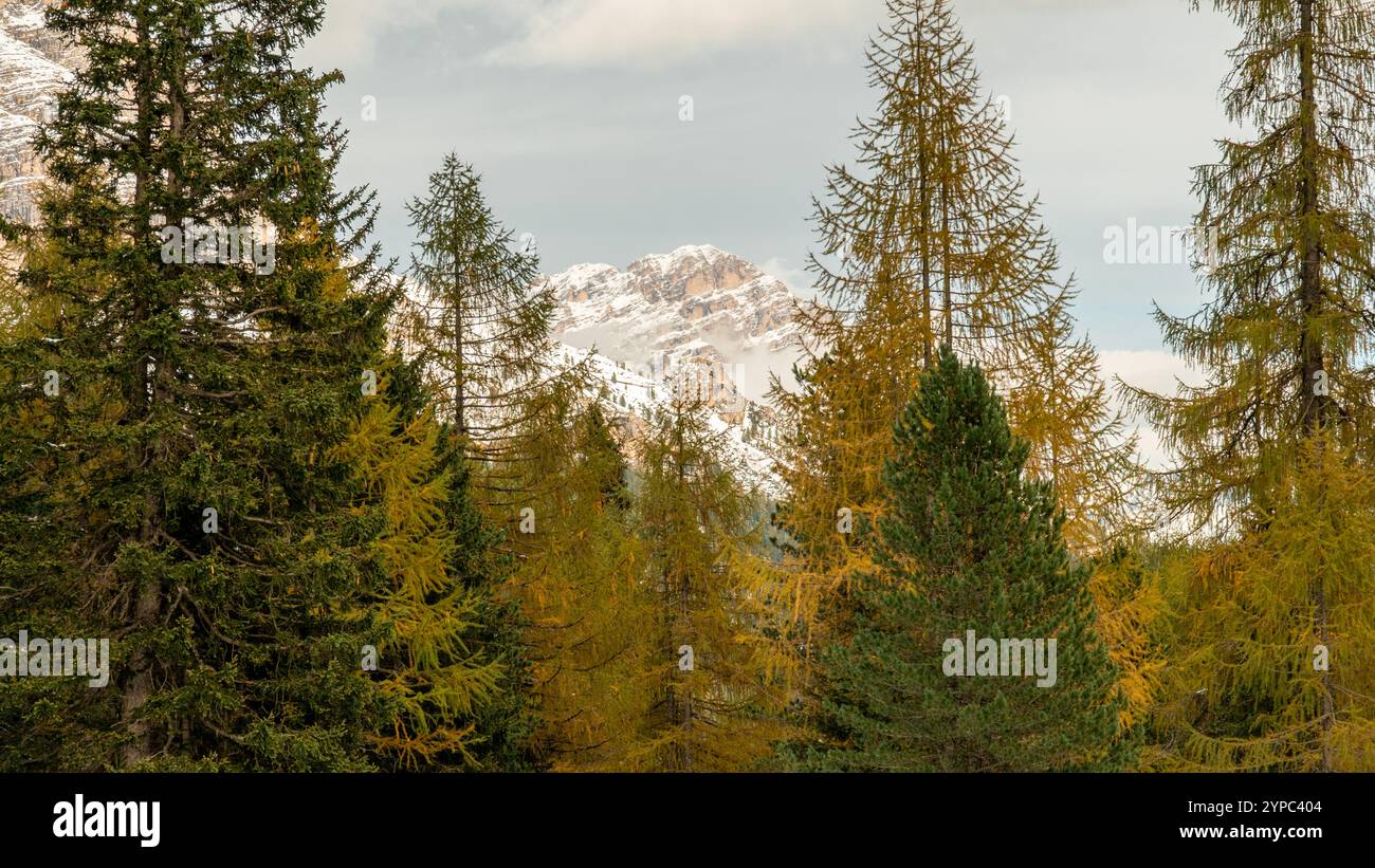 The vivid colors of autumn trees meet the crisp snow in the Dolomites ...