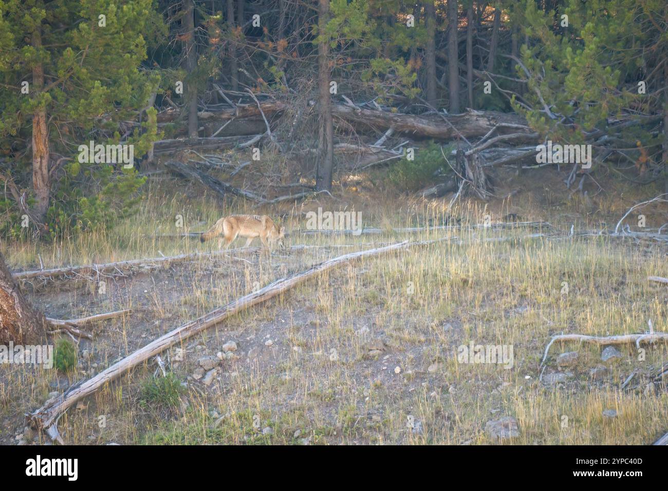 wild coyote (Canis latrans), also known as the American jackal, prairie ...