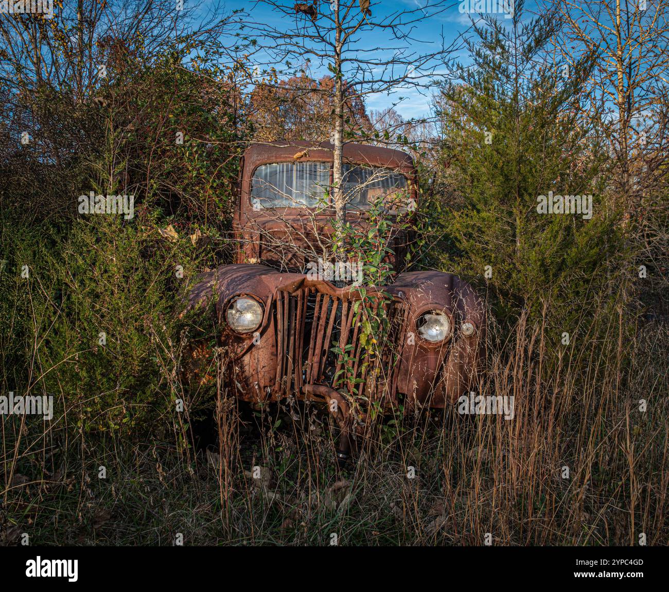 Old truck at a "truck graveyard" in central Virginia. Note tree growing ...