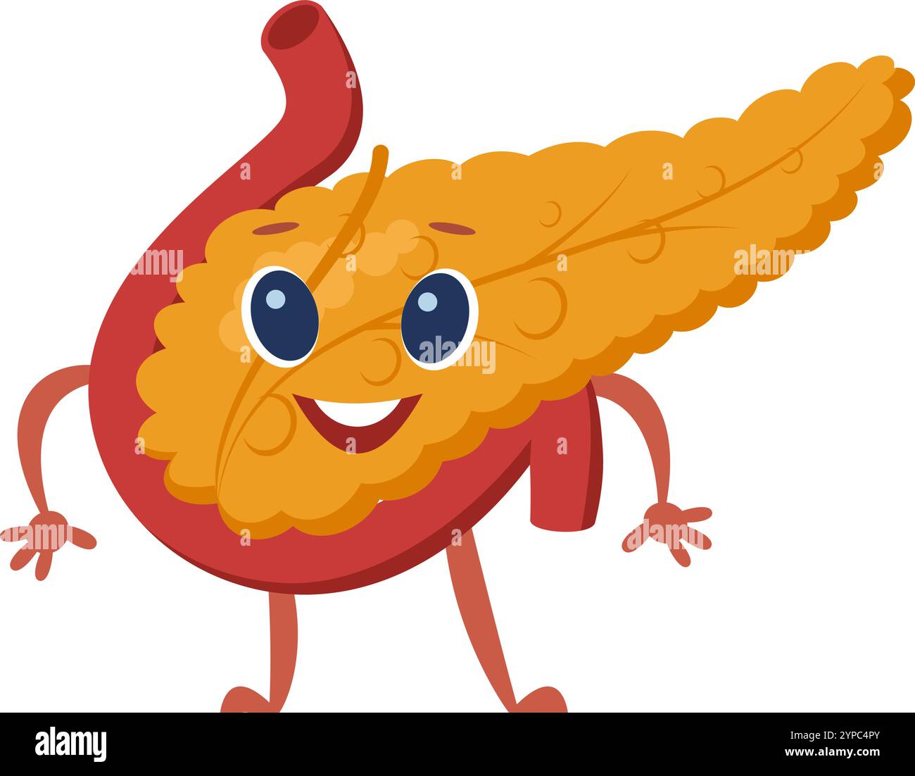 Cartoon representation of a healthy pancreas and duodenum with a ...