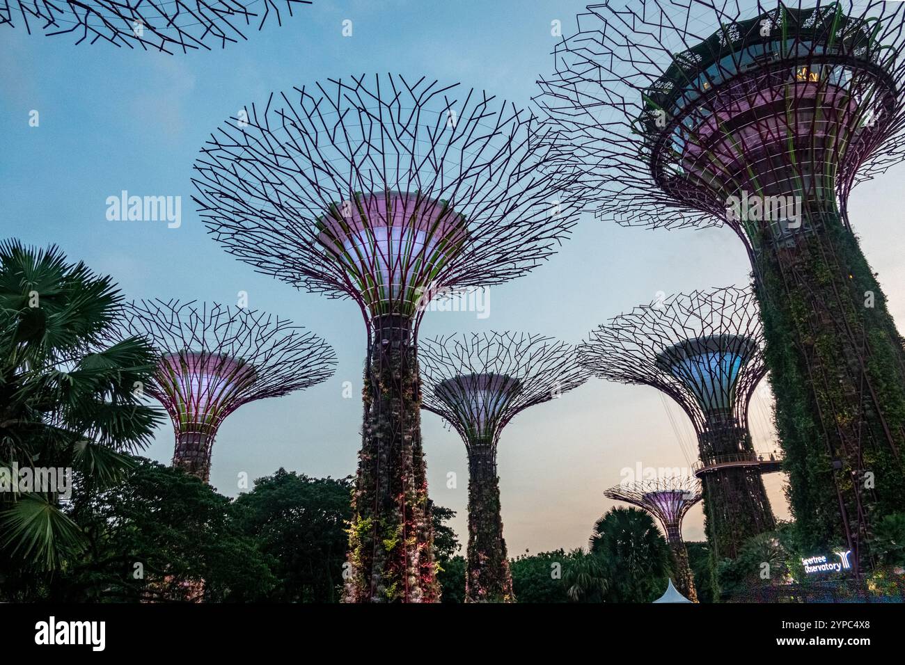 Supertree garden at night, Garden by the Bay, Singapore Stock Photo - Alamy