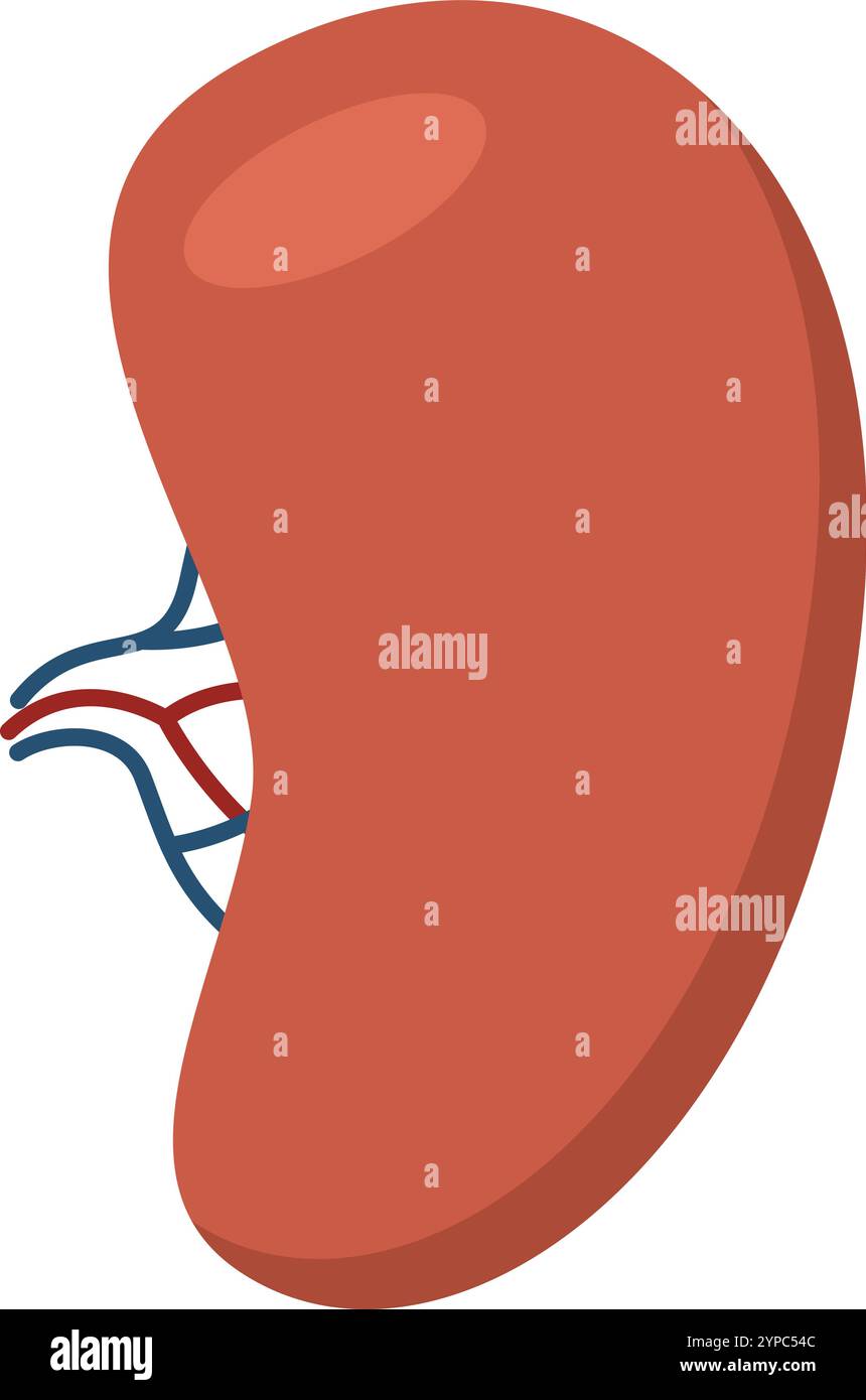 Illustration of a healthy human kidney filtering blood, regulating ...