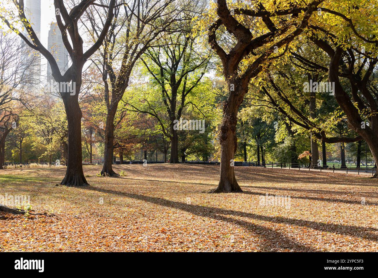 Branches in warm hues of orange hi-res stock photography and images - Alamy