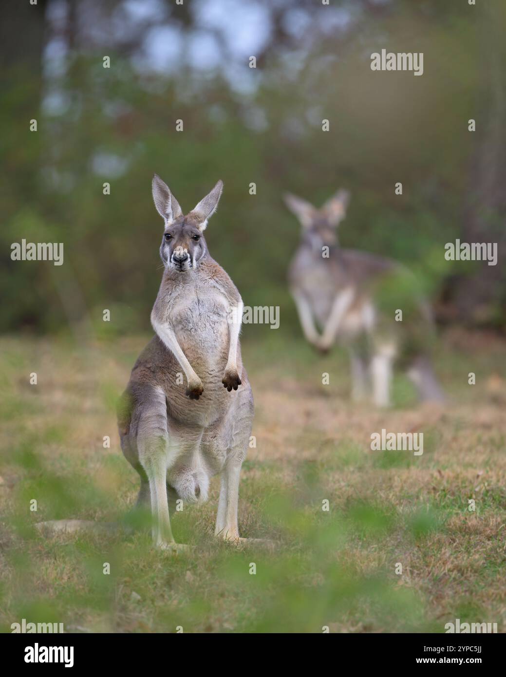 Curious red kangaroo (Macropus rufus) full body portrait on grassy area ...