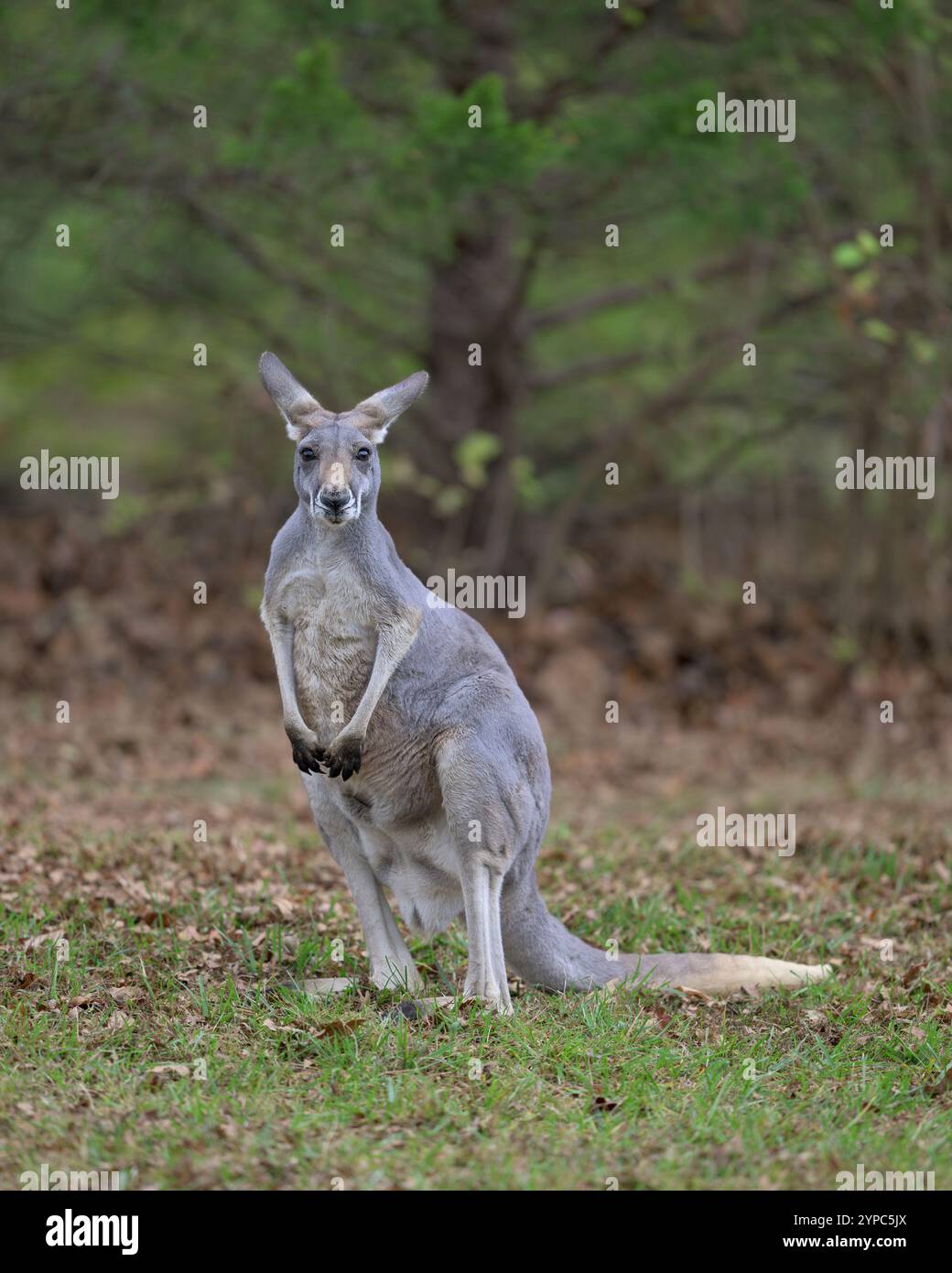 Adult Red kangaroo (Macropus rufus) full body portrait on grassy area ...
