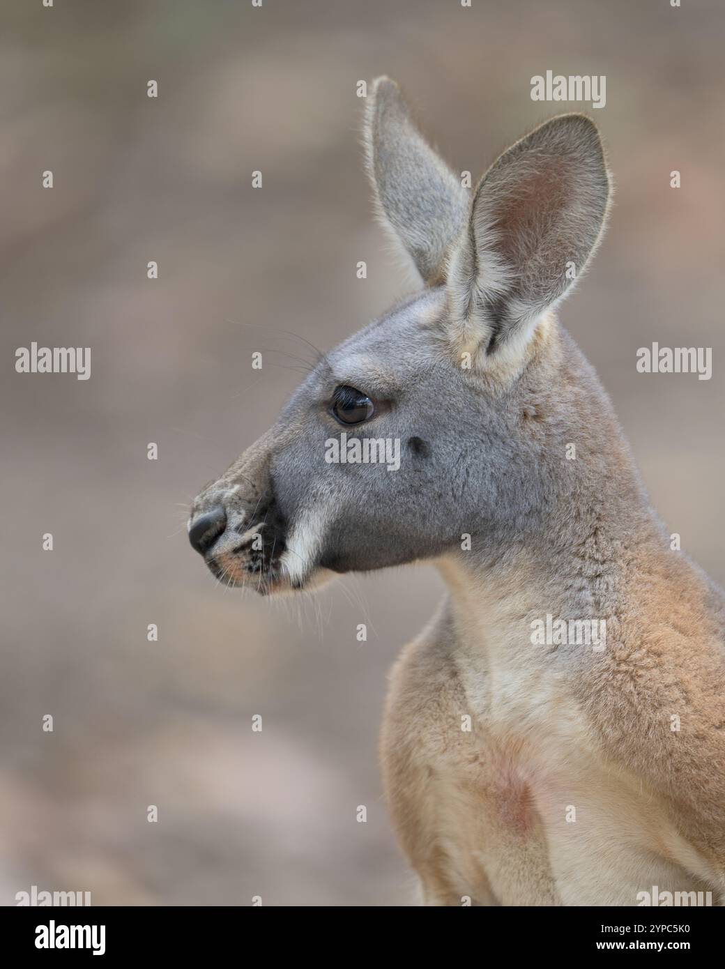 Kangaroo head profile hi-res stock photography and images - Alamy