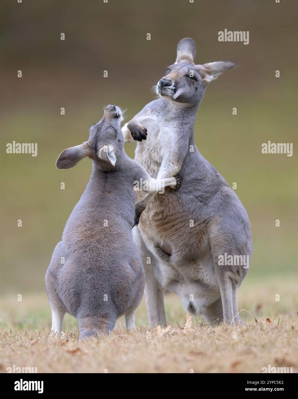 Two kangaroo (Macropus rufus) boxing playing in open meadow Stock Photo ...