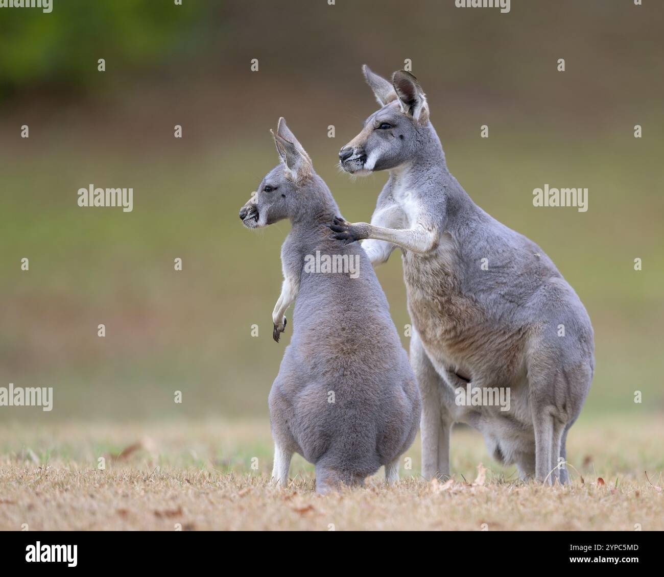 Adult kangaroo (Macropus rufus) with arm on shoulder of baby joey ...