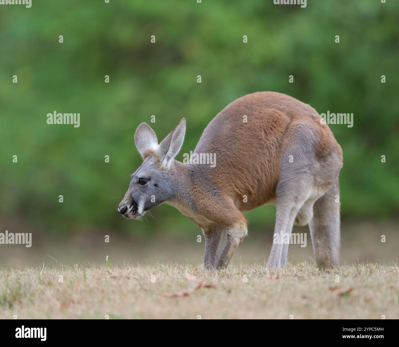 Joey red kangaroo (Macropus rufus) crouching in grassy area in front of ...