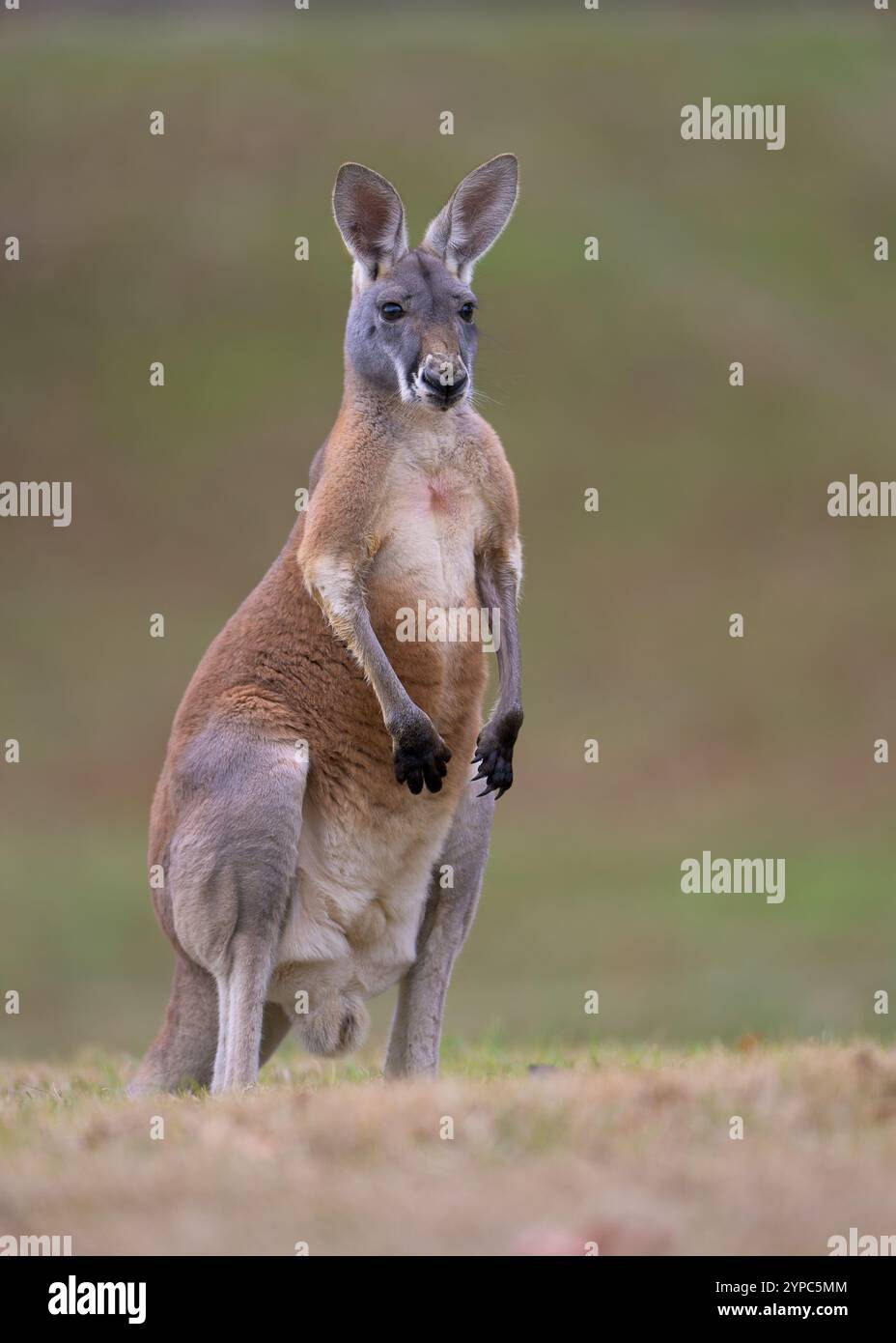 Adult male red kangaroo (Macropus rufus) full body standing portrait ...