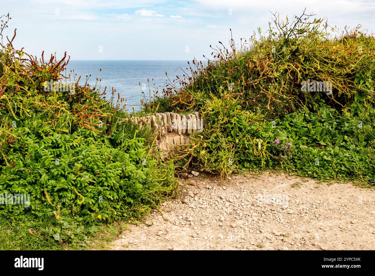 Native plants growing along the South West Coast path on the Pentire ...