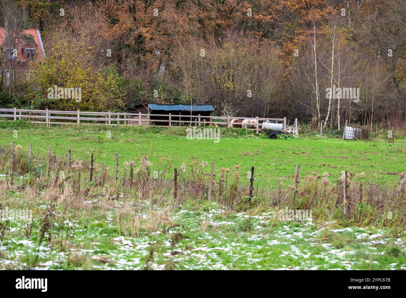 Grazing horse in the meadows of Oud-Heverlee, Leuven, Belgium Stock ...