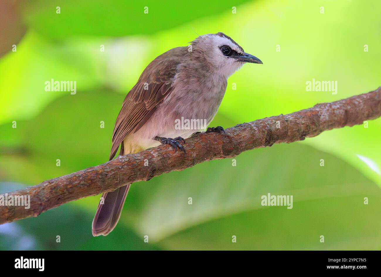 Yellow-vented bulbul (Pycnonotus goiavier) in Fort Canning Park ...