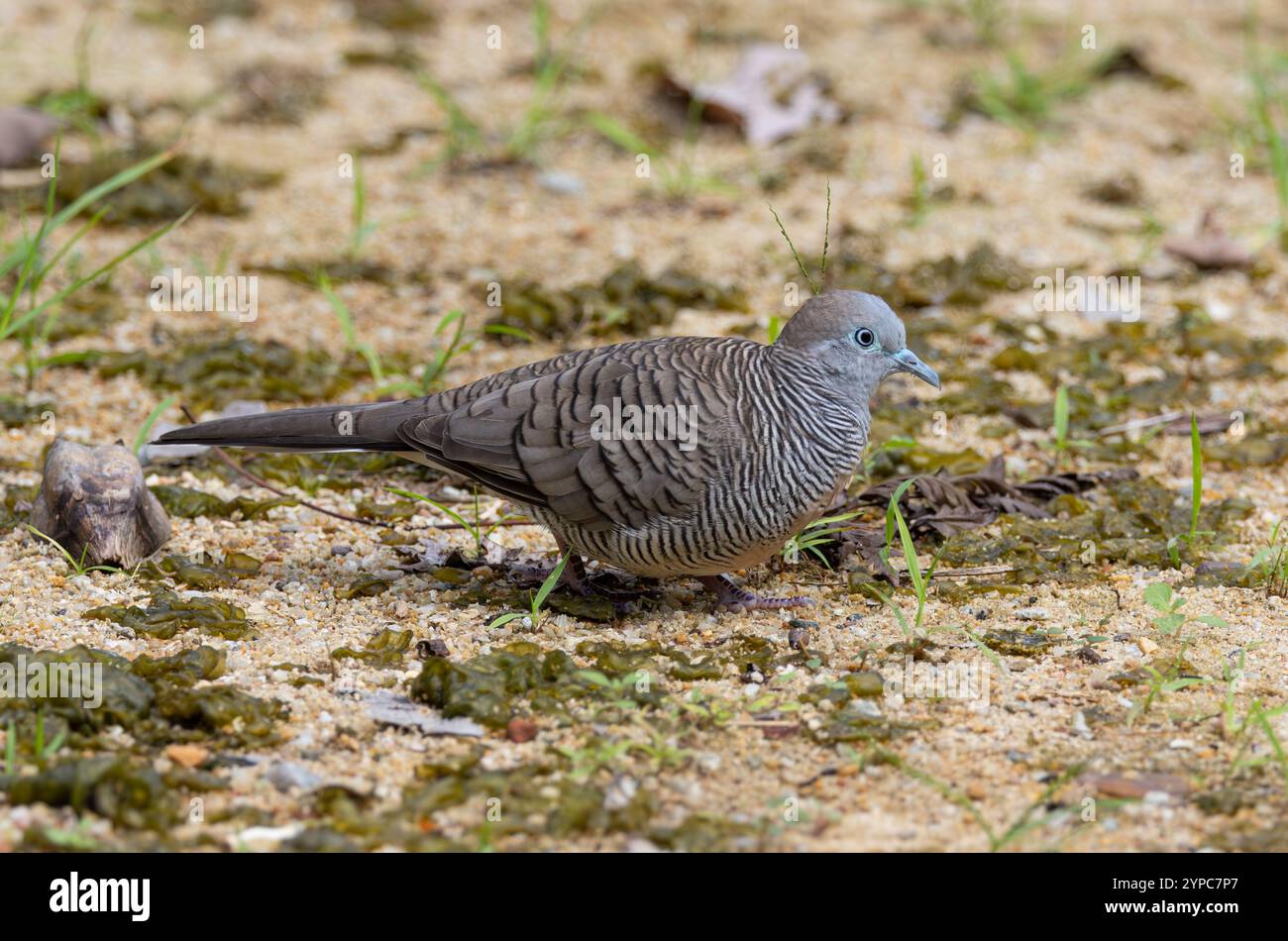 Zebra dove (geopelia striata) at Gardens by the Bay, Singapore Stock ...