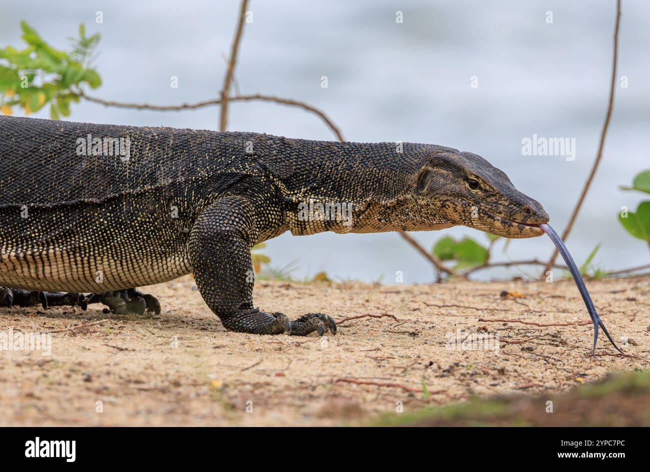 Malayan Water Monitor Lizard (Varanus salvator) in Gardens by the Bay ...