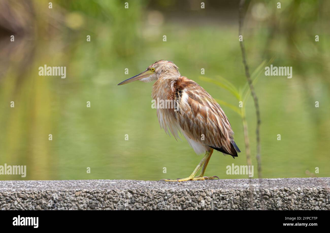 Yellow bittern (Botaurus sinensis) in Gardens by the Bay, Singapore ...