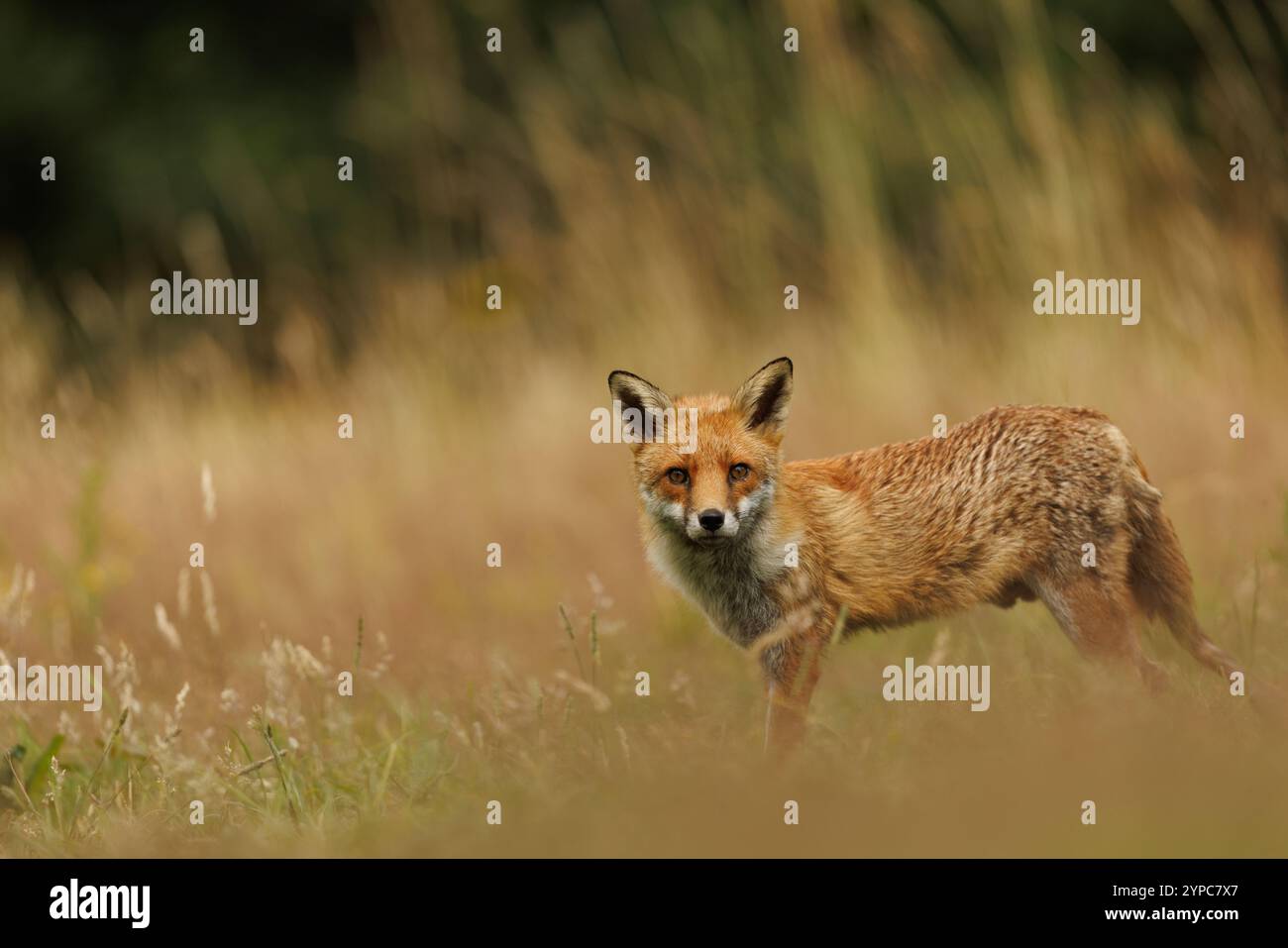 Mr tod fox hi-res stock photography and images - Alamy