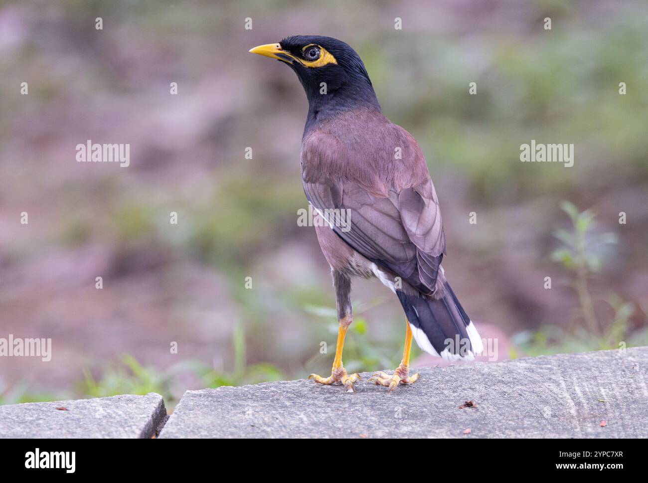Common myna (Acridotheres tristis) in Gardens by the Bay, Singapore ...