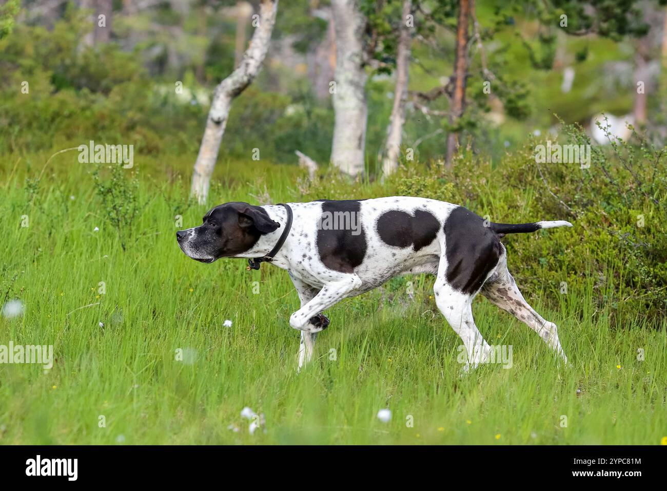 Dog english pointer hunting on the swamp Stock Photo - Alamy