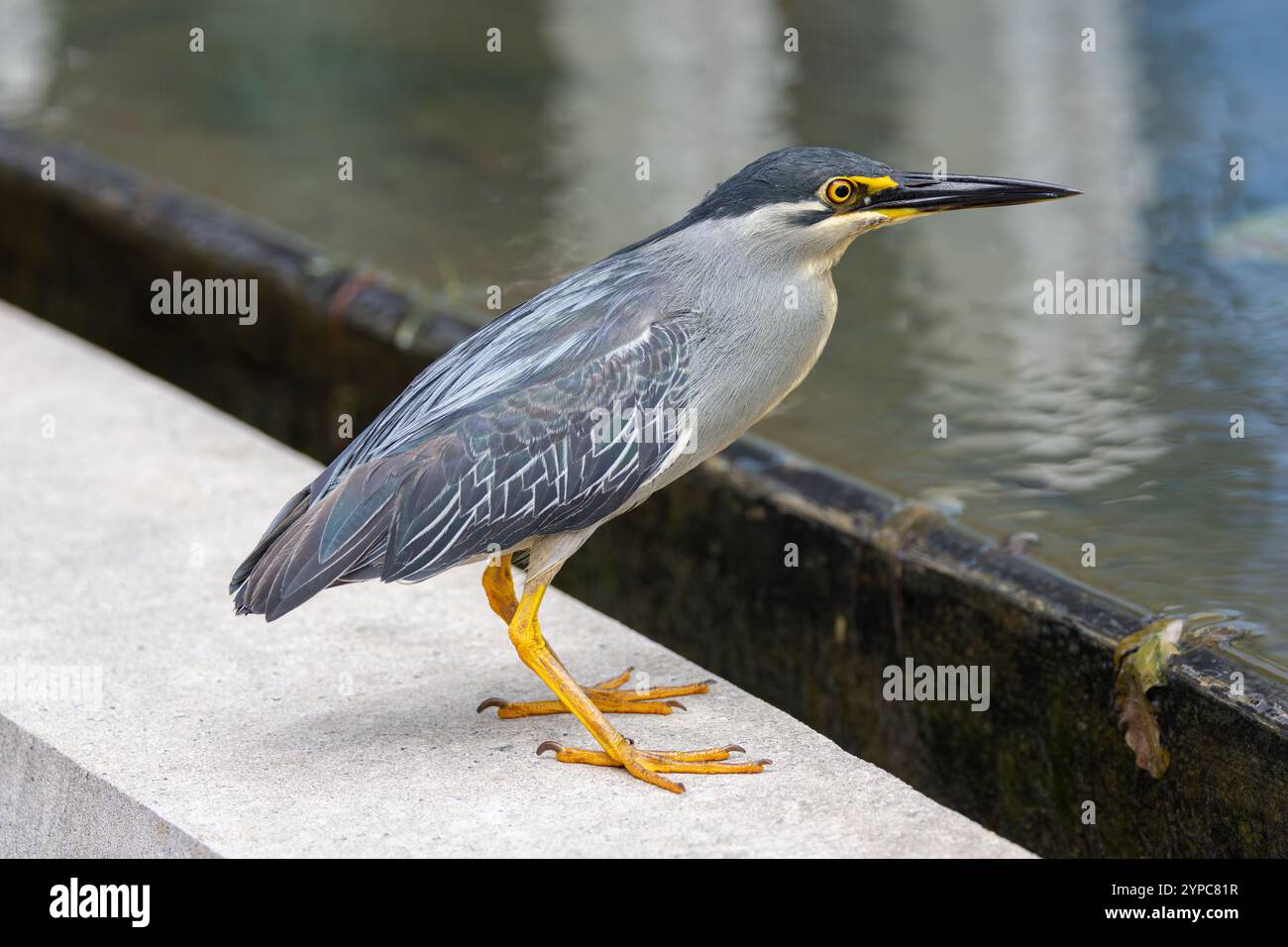 Striated heron (Butorides striata) in Gardens by the Bay, Singapore ...