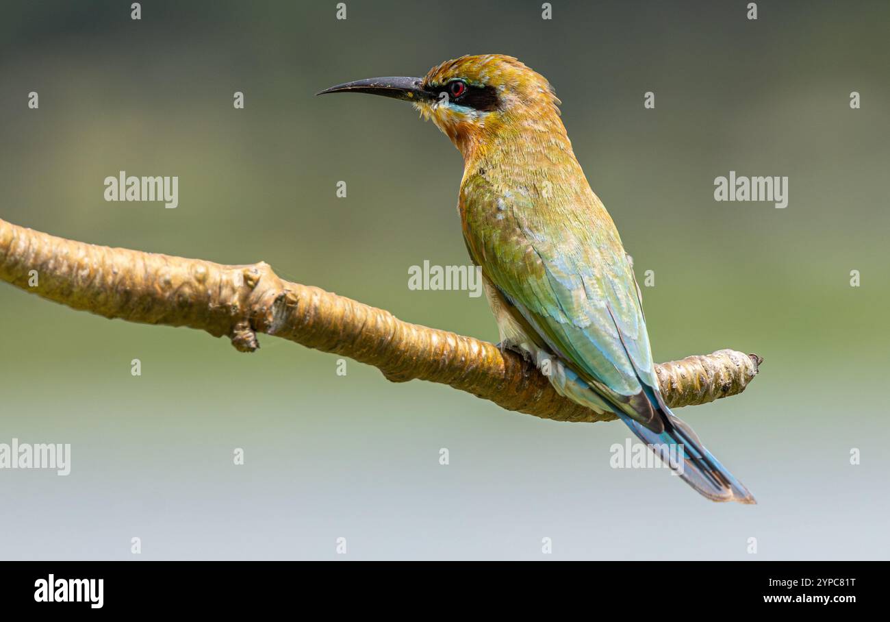 Blue-tailed Bee-eater [Merops philippinus] in Gardens by the Bay ...