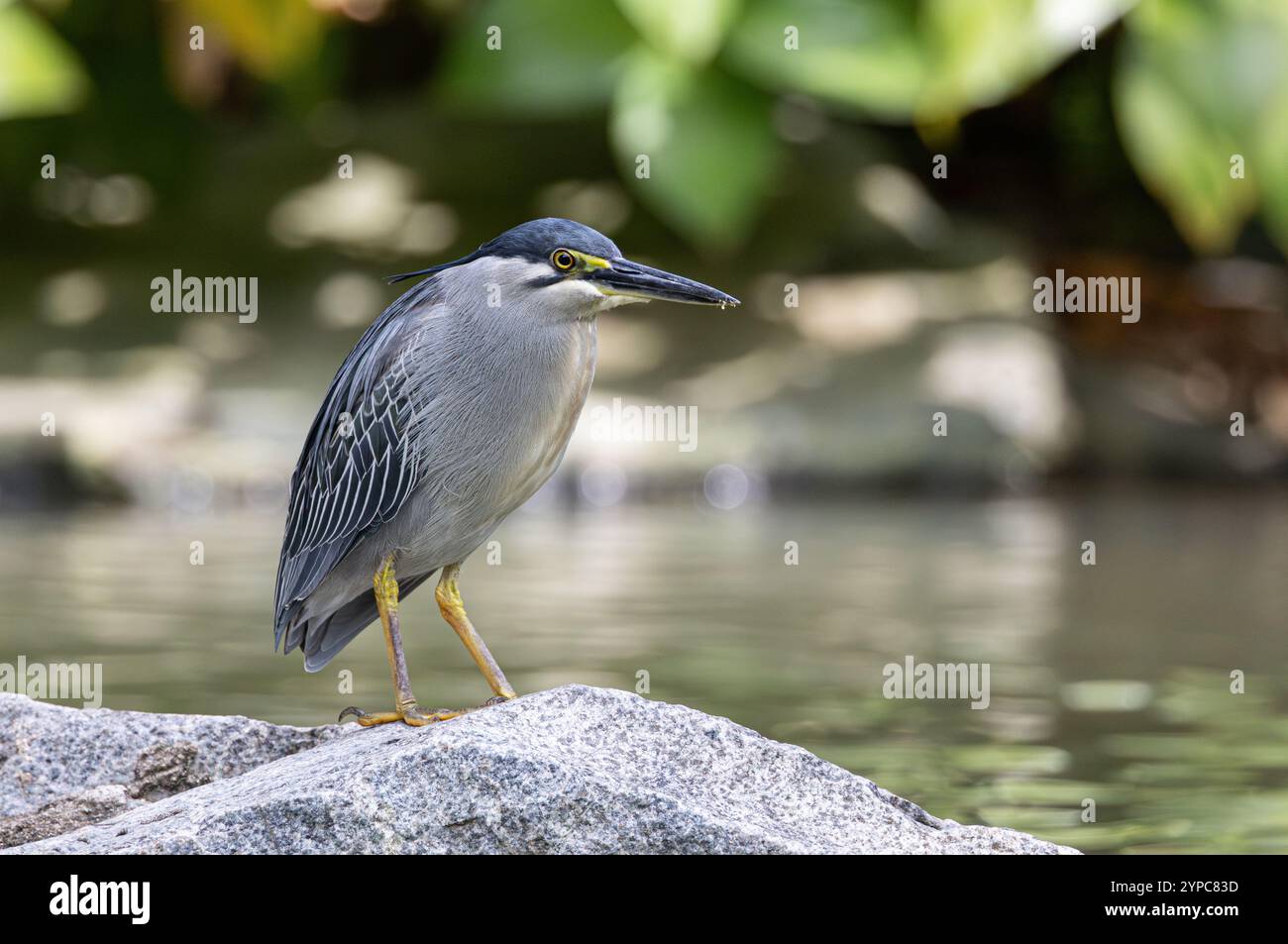 Butorides striata javanica hi-res stock photography and images - Alamy